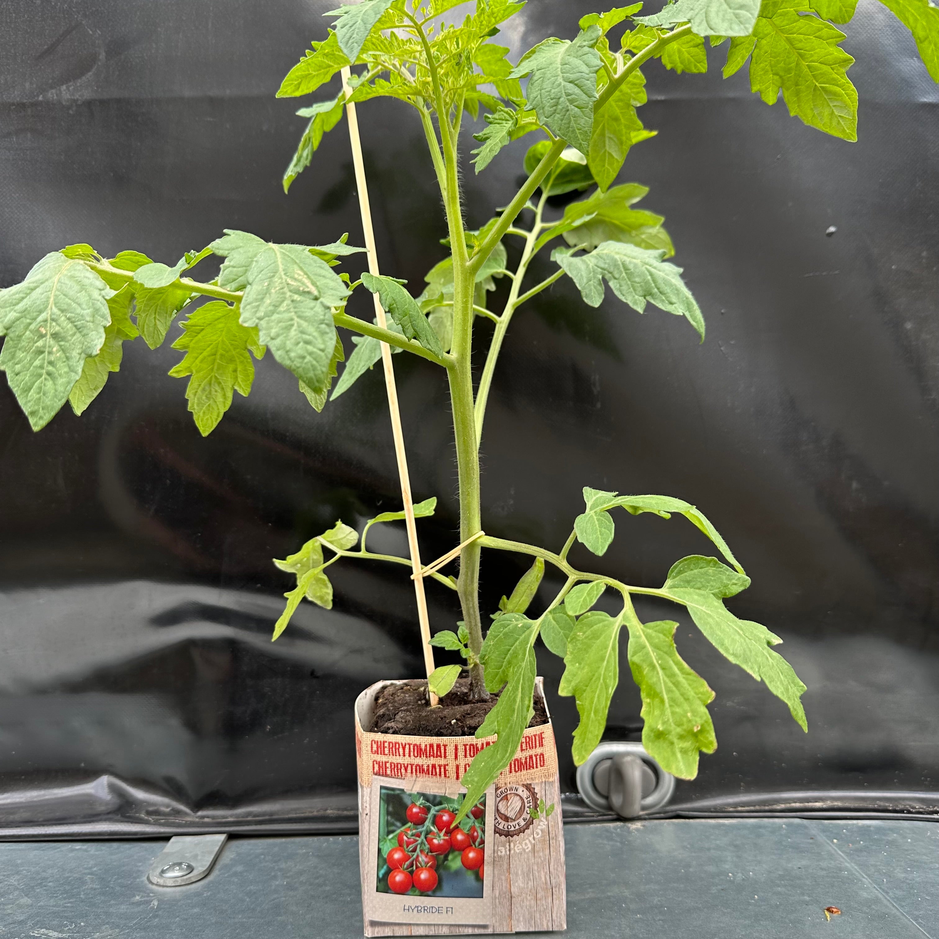 Cherrytomaat – Moestuin shop Willems